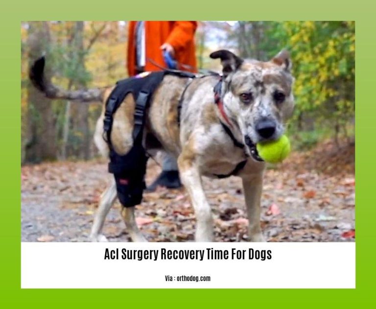 ACL Surgery Recovery Time for Dogs: A Comprehensive Guide to ...