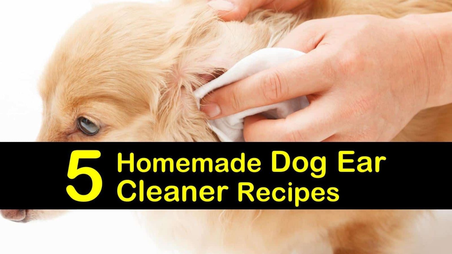 - Homemade Dog Ear Cleaner: A Guide to Natural Solutions for Ear Health ...