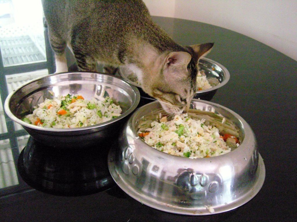 - A Comprehensive Guide to Homemade Wet Cat Food - Wave Sold
