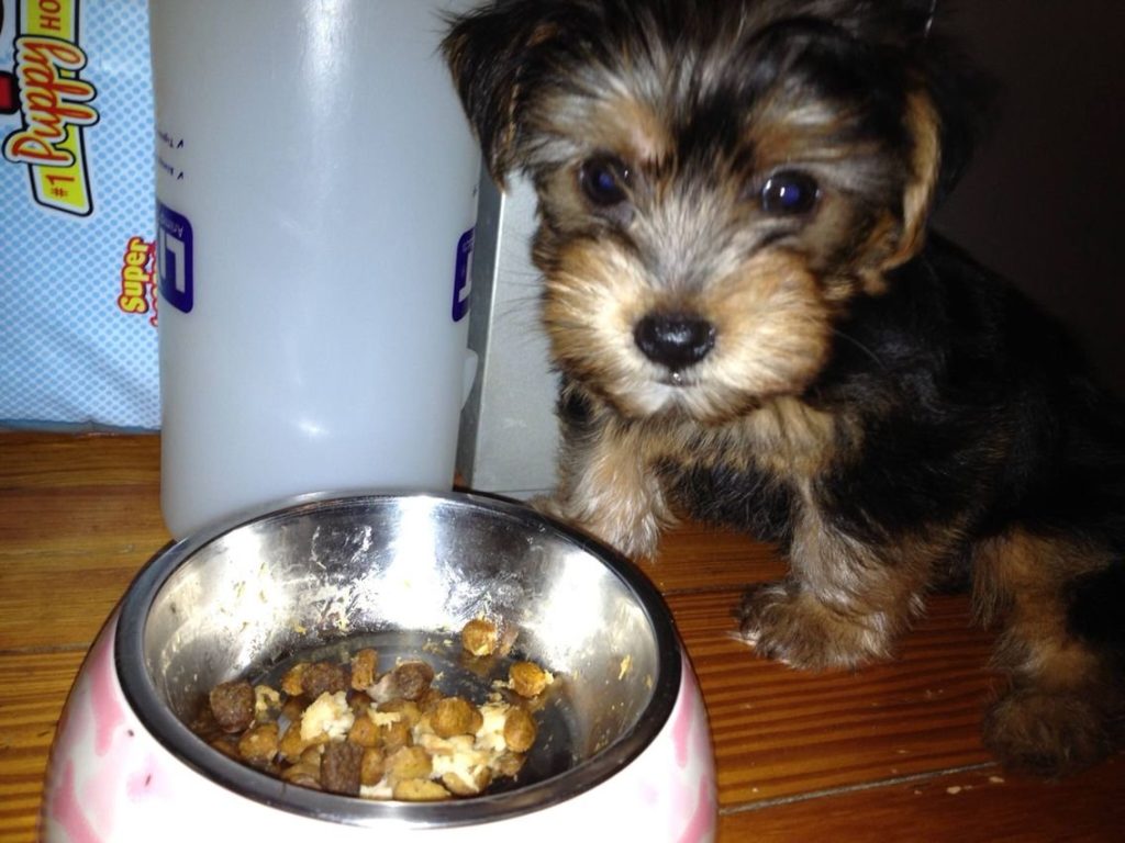 Homemade Food Recipes for Yorkies: A Guide to Wholesome Nutrition ...