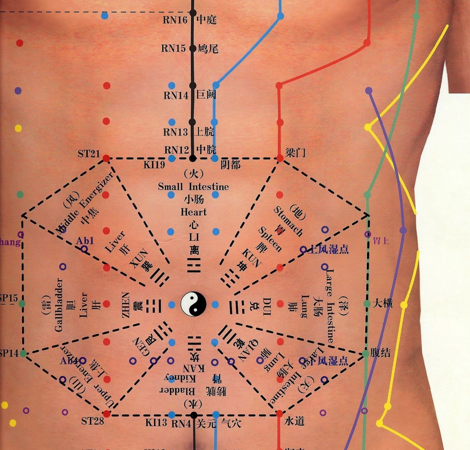 Harnessing the Healing Power of Abdomen Acupuncture Points - Wave Sold