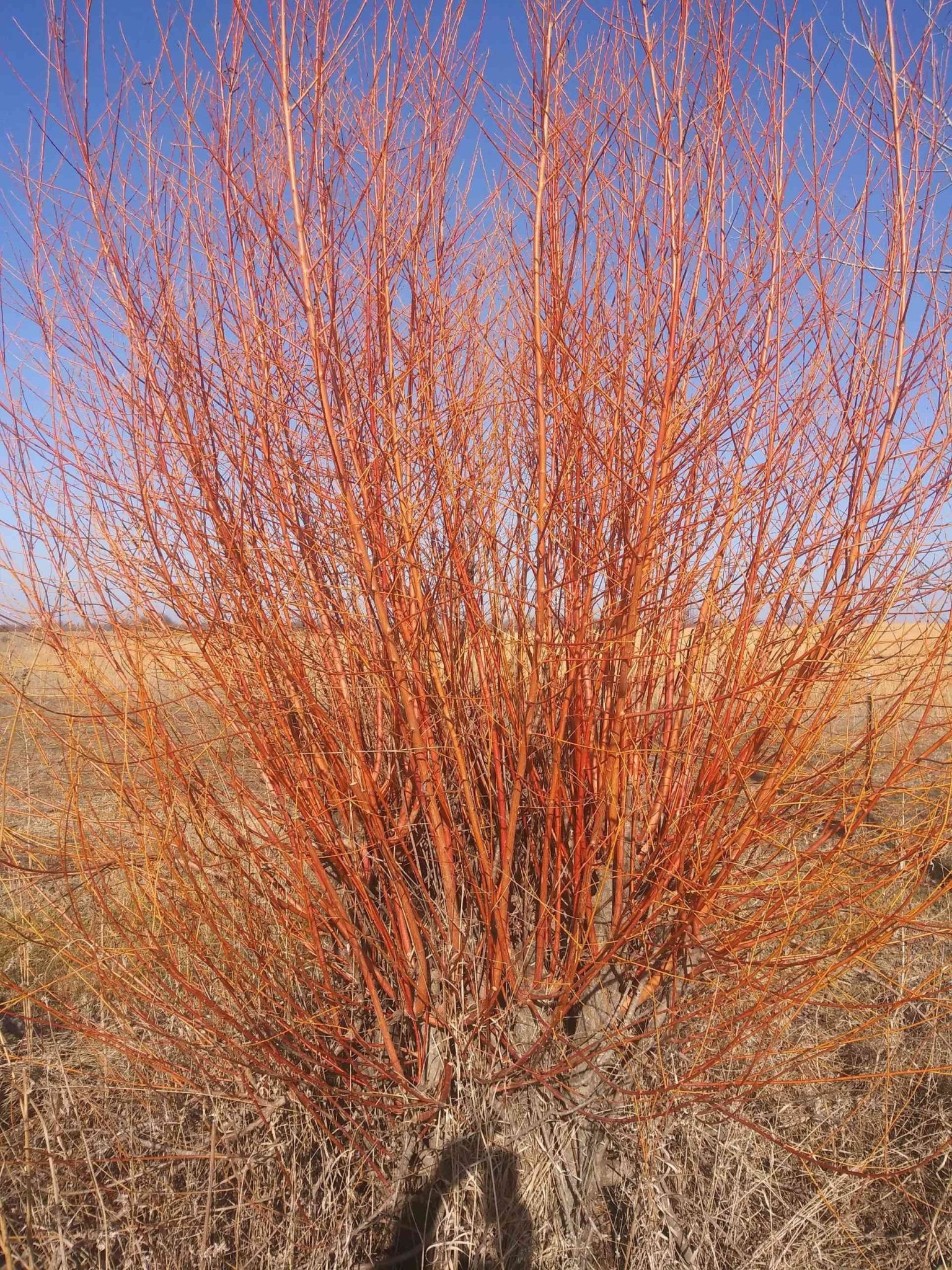 Beyond Willow: Sustainable Alternatives for Living Sculptures - Wave Sold