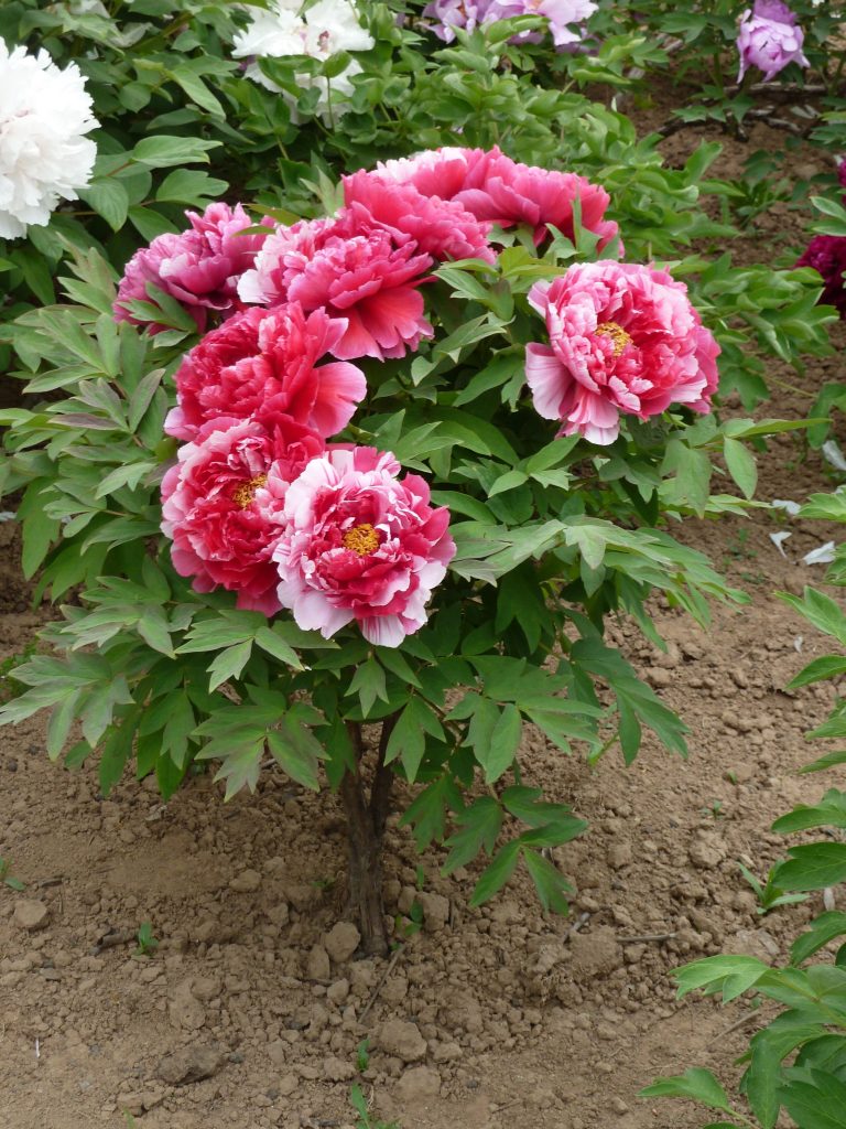 The Enchanting Asian Peony: A Gardener's Guide to Growing and Cultural ...