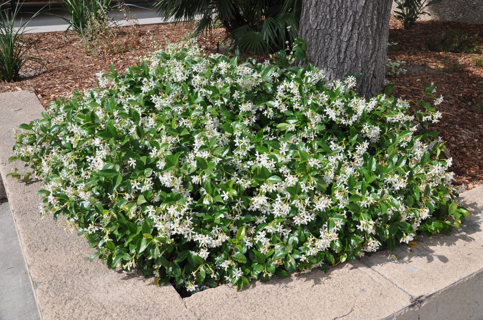Asiatic Jasmine Ground Cover: A Comprehensive Guide to Planting and ...