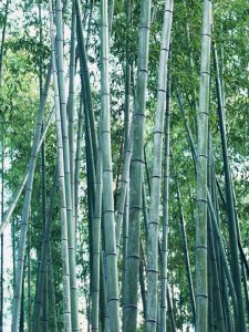 Bamboo Pest Control Wiki: Identify, Prevent, and Treat Common Bamboo ...