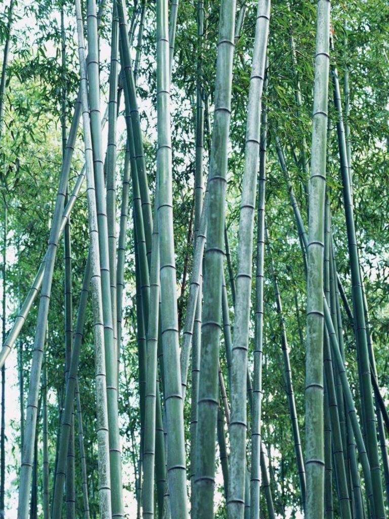 Bamboo Pest Control Wiki: Identify, Prevent, and Treat Common Bamboo ...