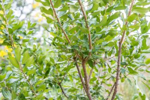 The Complete Guide to Growing and Using Bayberry Shrubs - Wave Sold