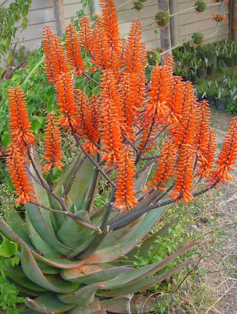 Maximize Your Aloe's Potential: A Guide to Growing Big Aloe Plants ...