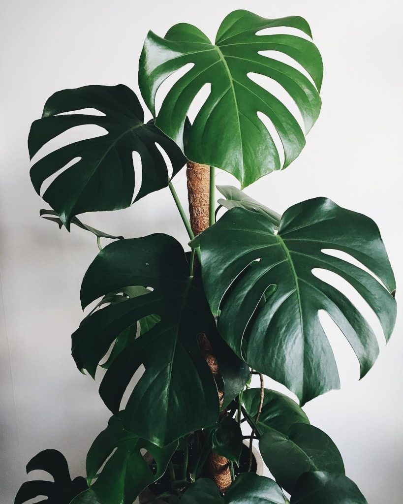 Grow Big, Live Large: Your Guide to Majestic Indoor Plants - Wave Sold