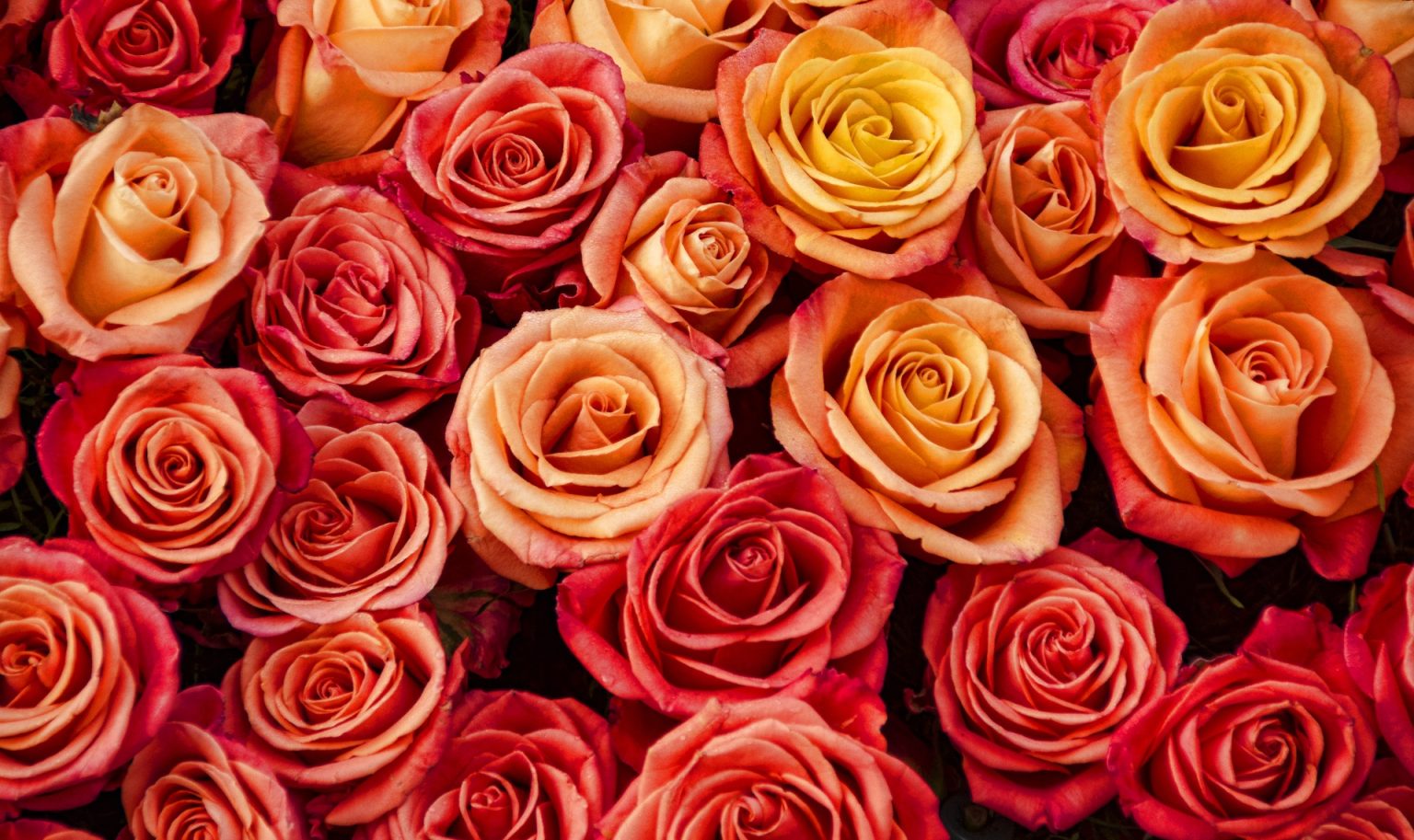 What Do Orange Roses Symbolize: Meaning, History & Modern ...