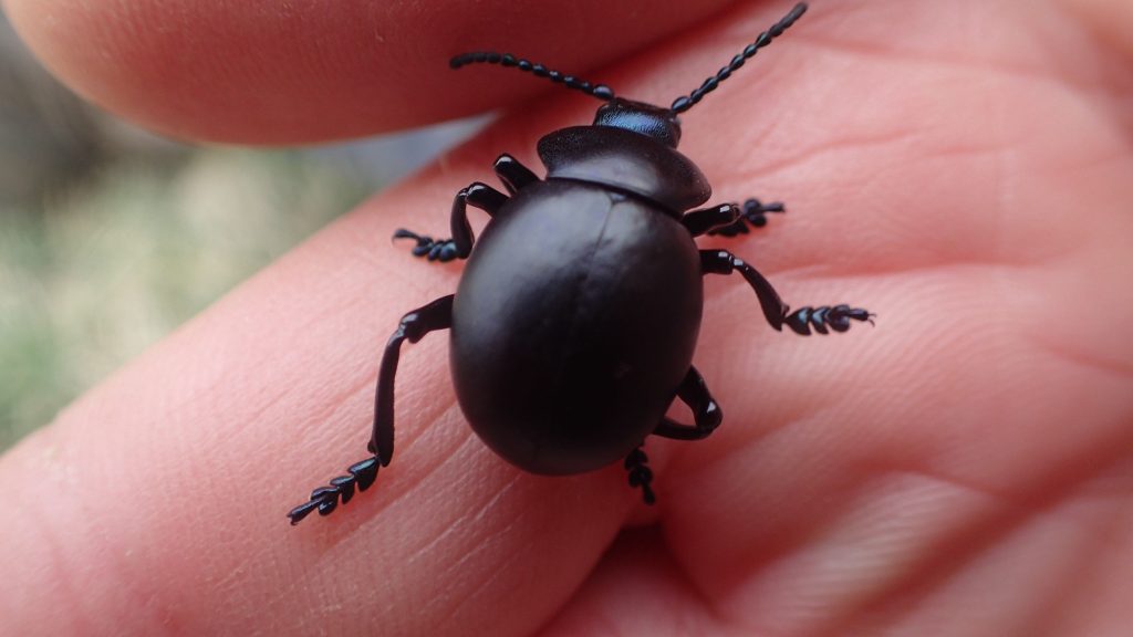 Black Bug vs. Carpenter Ant: Spotting the Difference and Protecting ...