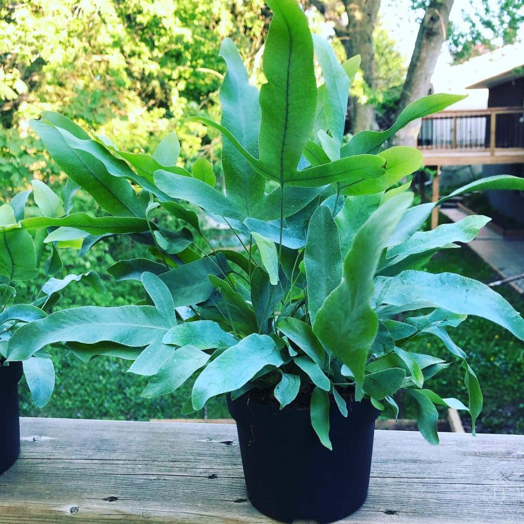 Blue Star Fern Care: A Simple Guide to Growing Thriving Indoor Ferns ...