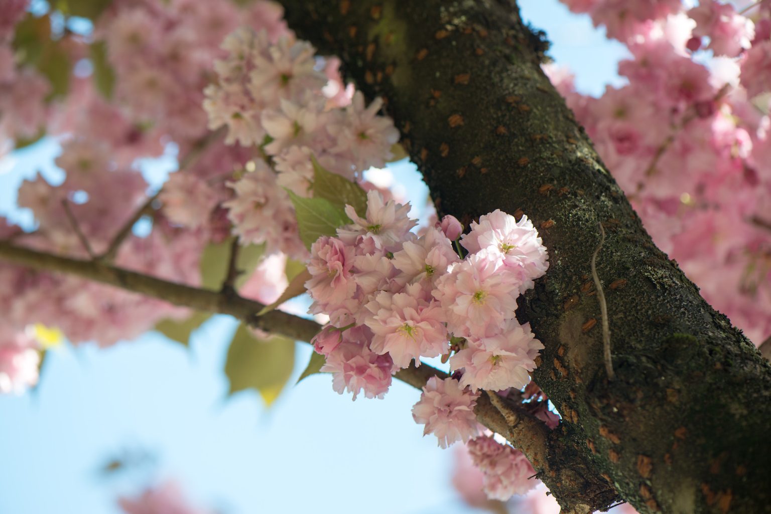 Bringing the Beauty of Cherry Blossom Branches Into Your Home: A Guide ...