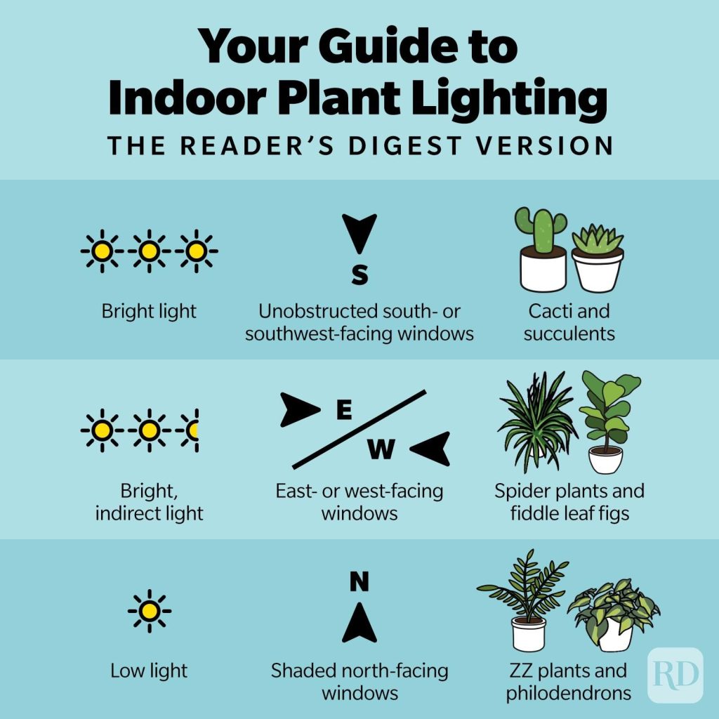 Bright Indirect Light: Your Complete Guide to Happy Houseplants - Wave Sold