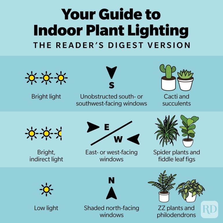Bright Indirect Light: Your Complete Guide to Happy Houseplants - Wave Sold