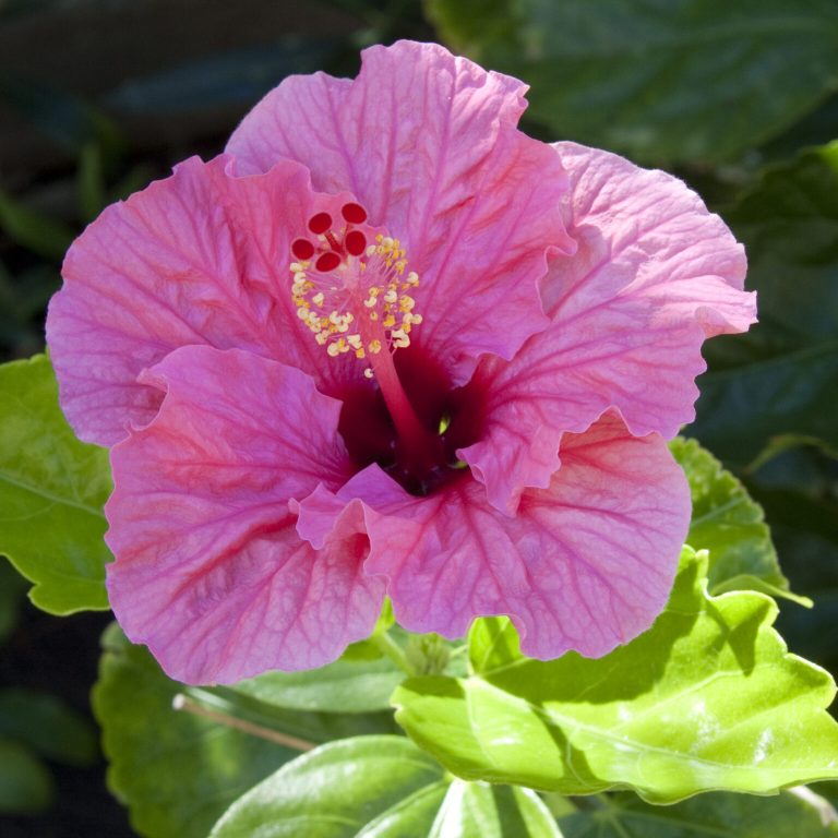 Devadaru (Cedrus Deodara): Exploring the Ayurvedic Uses, Benefits, and ...