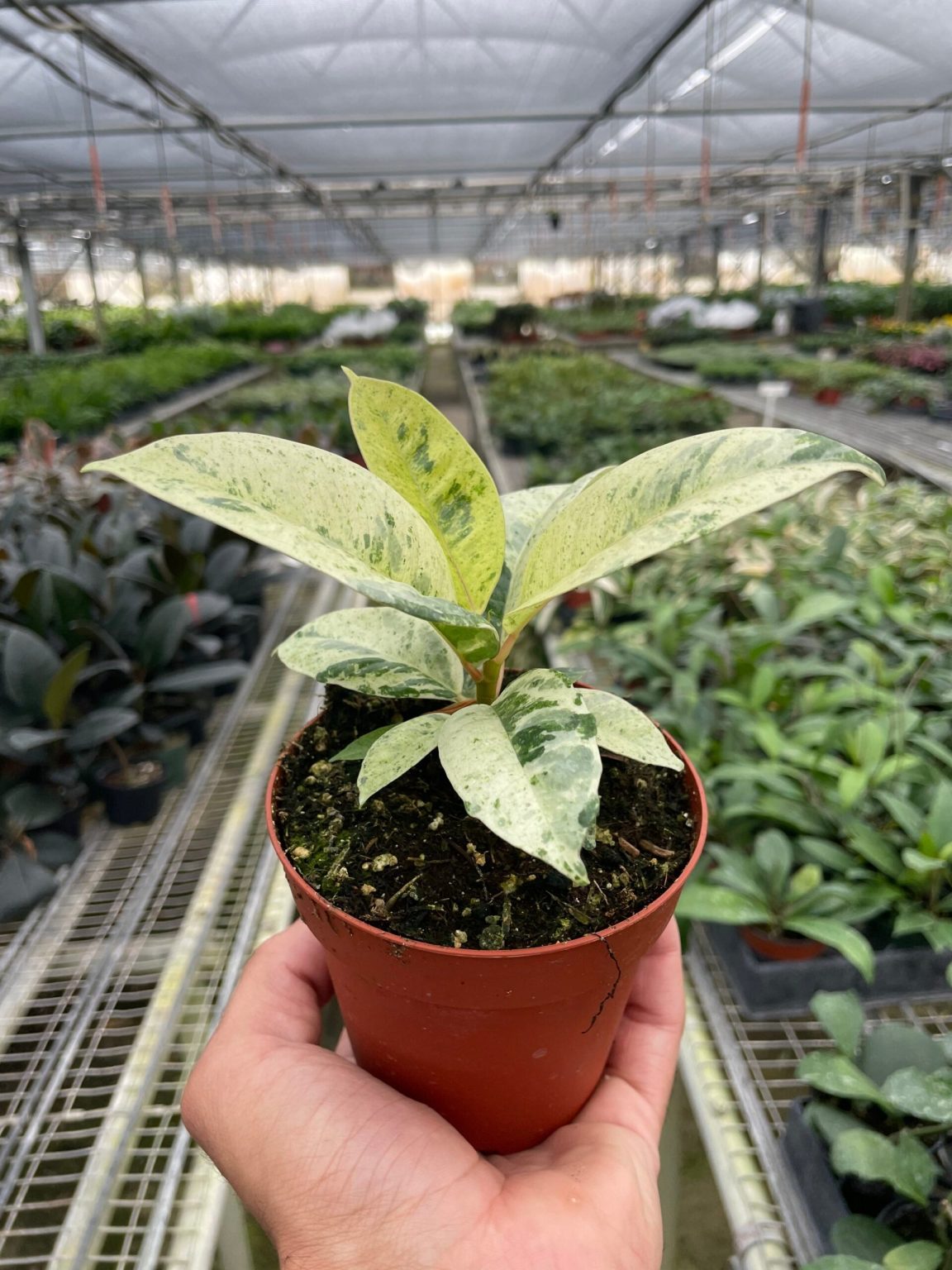 Ficus Shivereana (Moonshine): A Comprehensive Guide to Care and ...