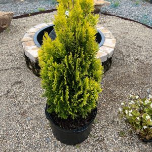 Forever Goldy Arborvitae: A Gardener's Guide to Golden Perfection ...