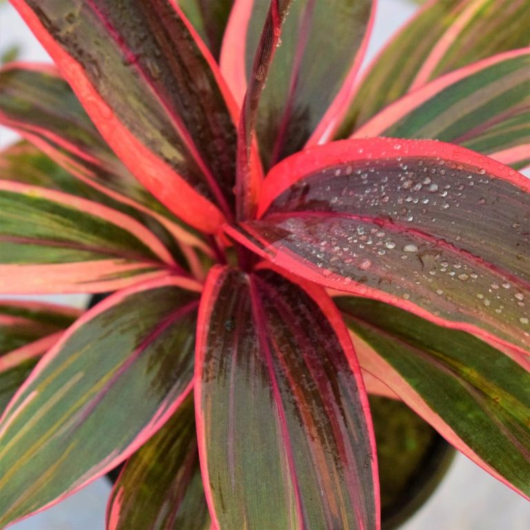 7 Fun Facts About the Red Edge Dracaena (That You Probably Didn't Know ...