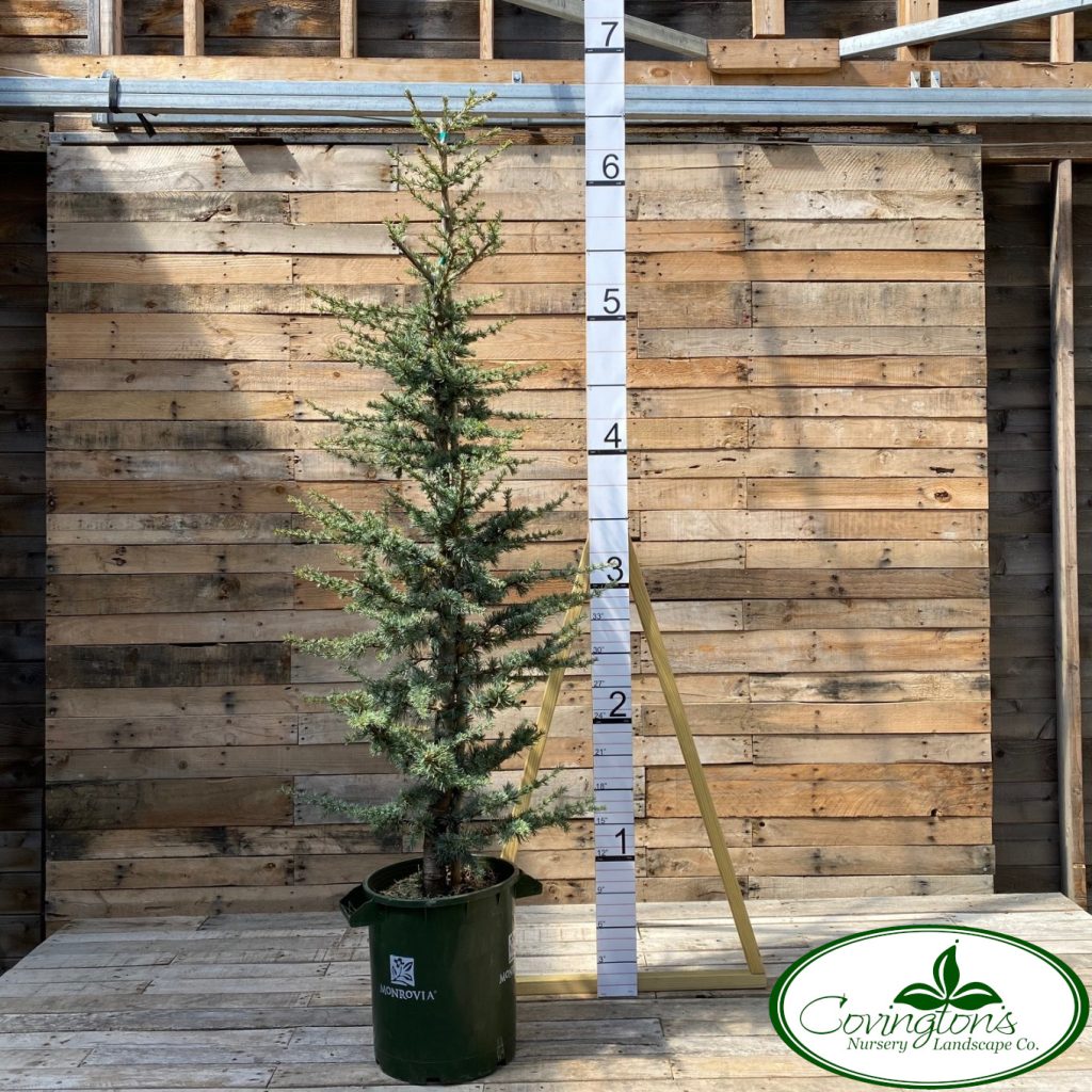 Horstmann Blue Atlas Cedar: A Comprehensive Guide to Planting and Care ...