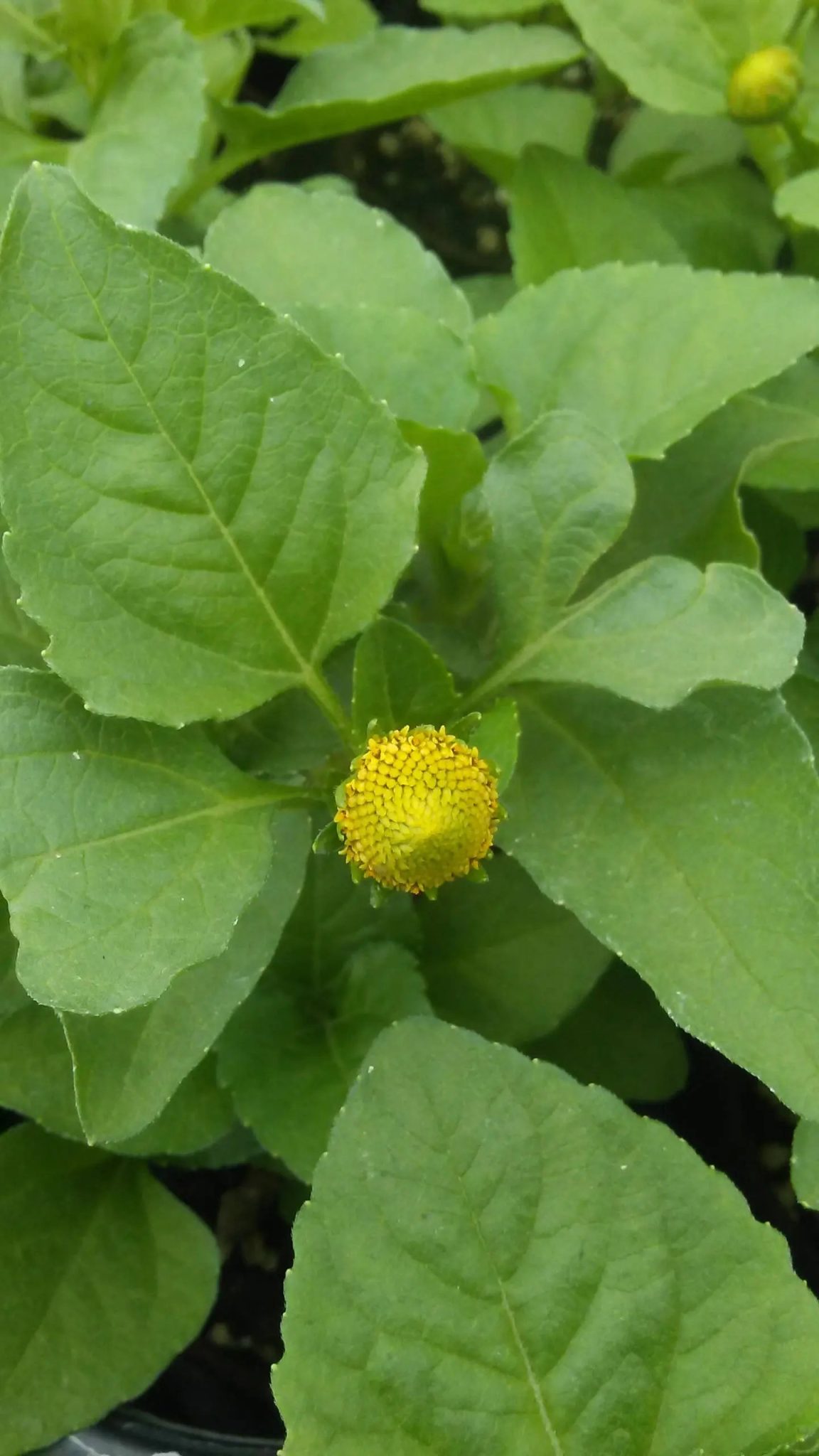 Spilanthes: The Toothache Plant – Growing Guide, Benefits, and Uses ...