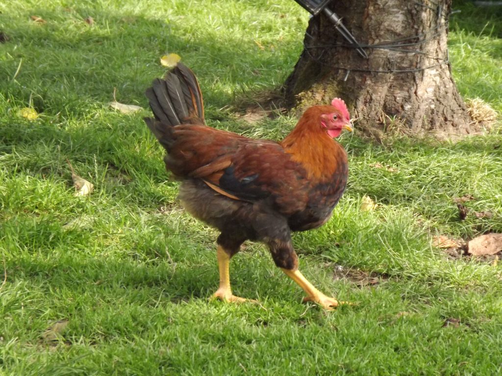 Welsummer Rooster: Your Complete Guide to Breed Traits, Care, and ...