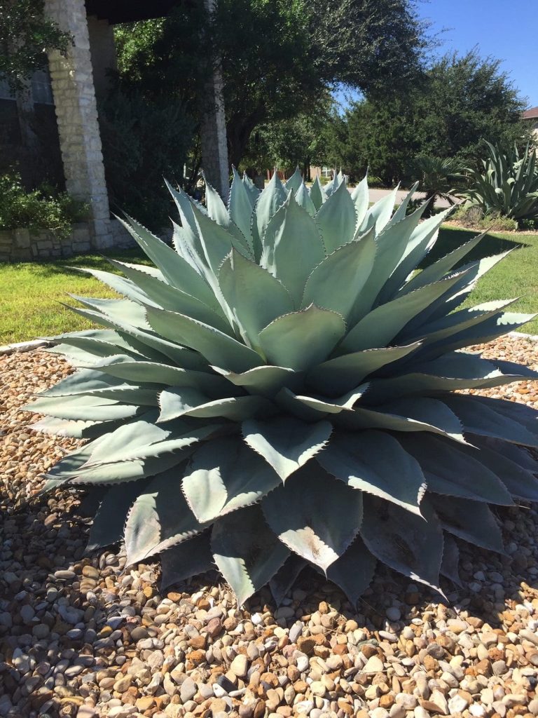 Whale's Tongue Agave: Your Complete Guide to Planting, Care, and ...