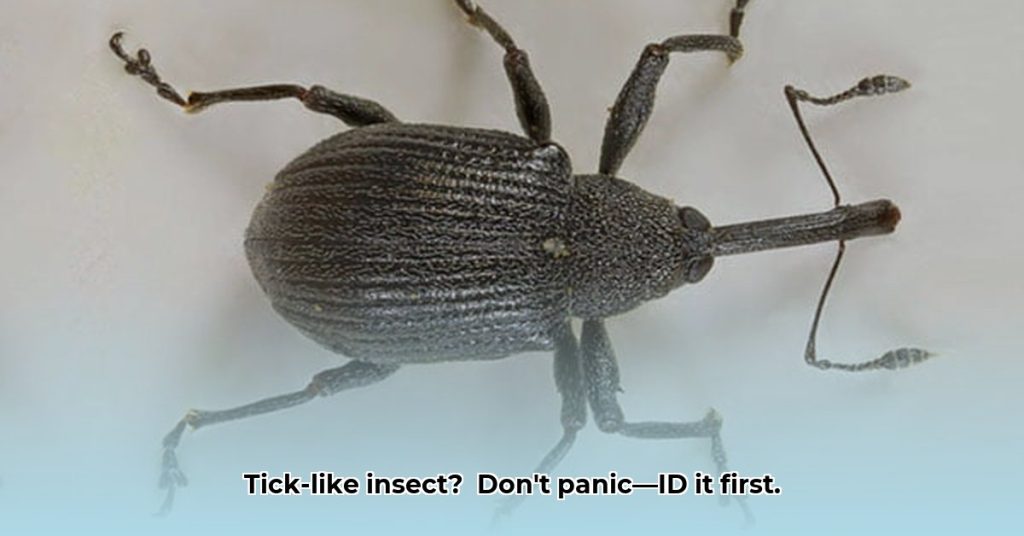 Tick Look-Alikes: How to Identify Insects That Resemble Ticks - Wave Sold