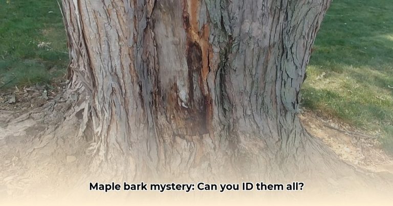 Identifying Maple Trees by Bark: A Comprehensive Guide - Wave Sold