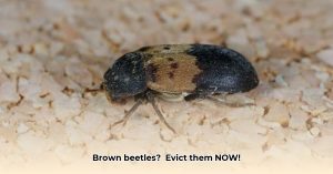 How to Identify and Get Rid of Brown Beetles in Your House - Wave Sold