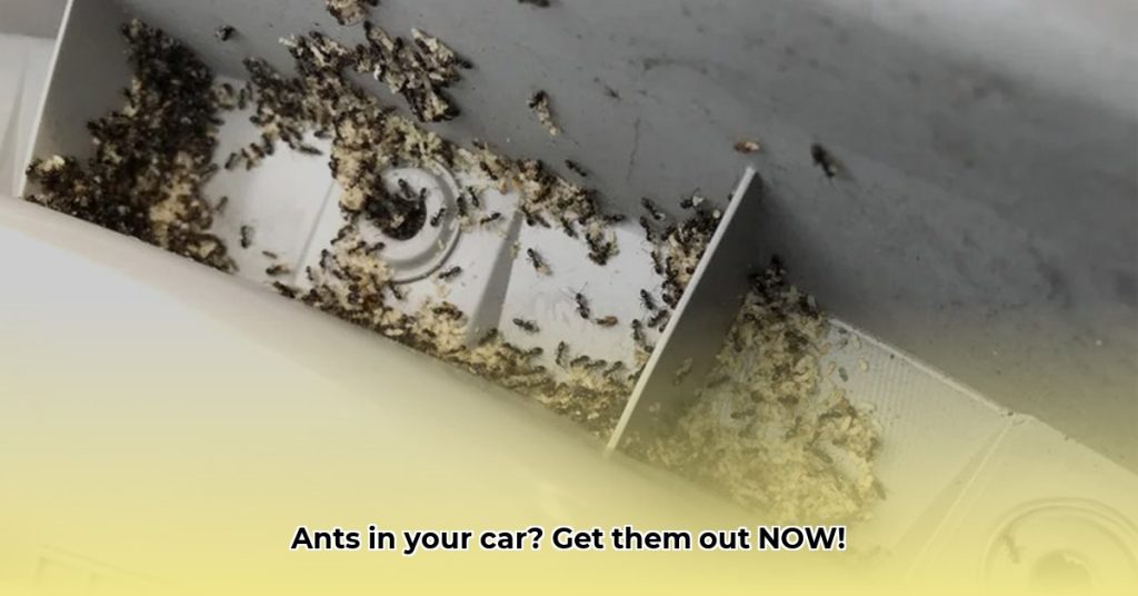 How to Get Ants Out of Your Car: A Complete Guide to Prevention and ...