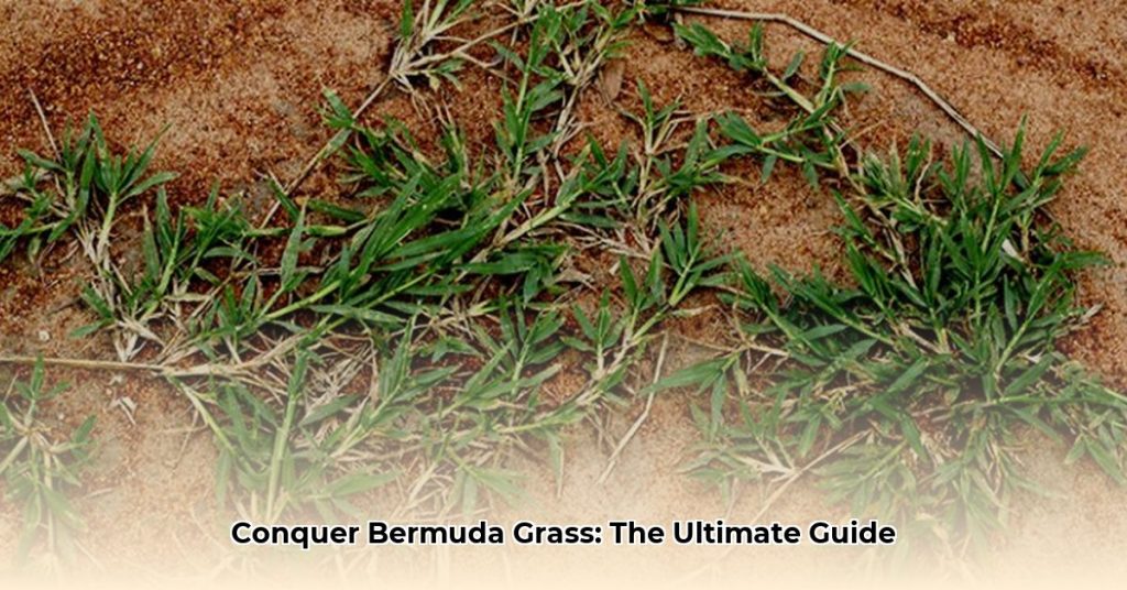 How to Get Rid of Bermuda Grass: A Complete Guide to Removal and ...