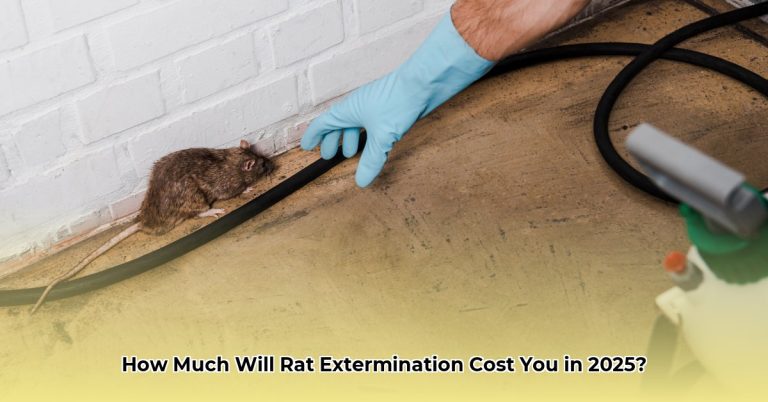 Rat Exterminator Cost 2025: Complete Guide - Wave Sold